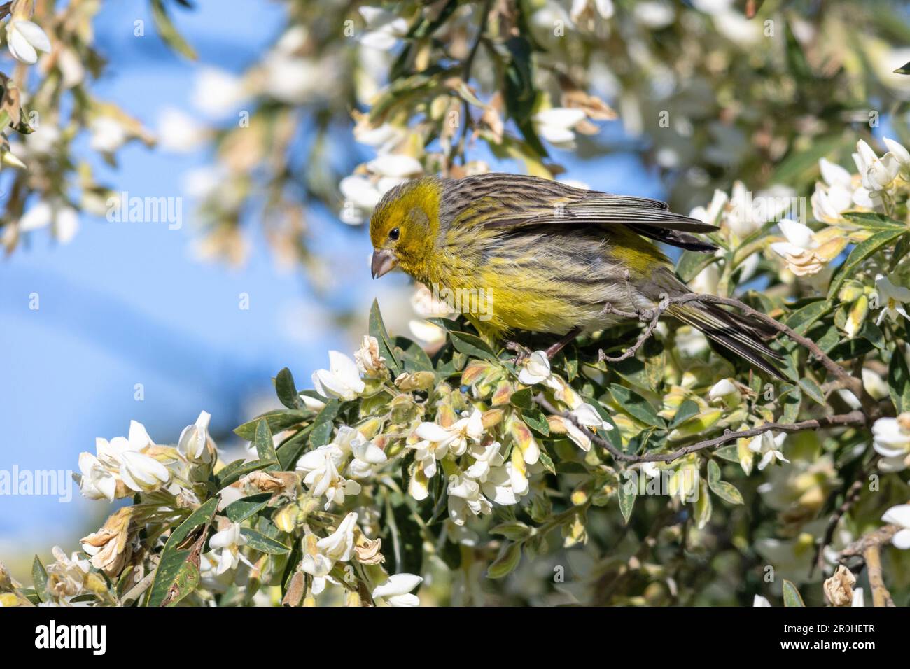 Île canari, canari atlantique (Serinus canaria), assise sur une branche ...