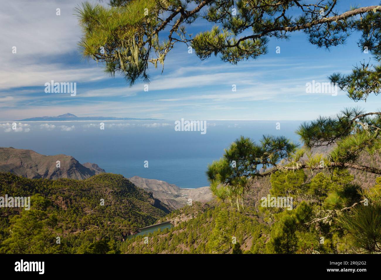 Vue de la forêt de pins de Tamadaba à la plage d'El Risco, Playa del ...