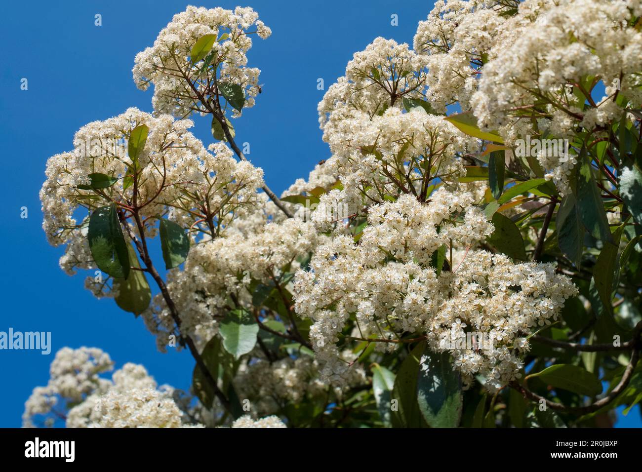 Photinia fraseri red robin Banque de photographies et d’images à haute ...