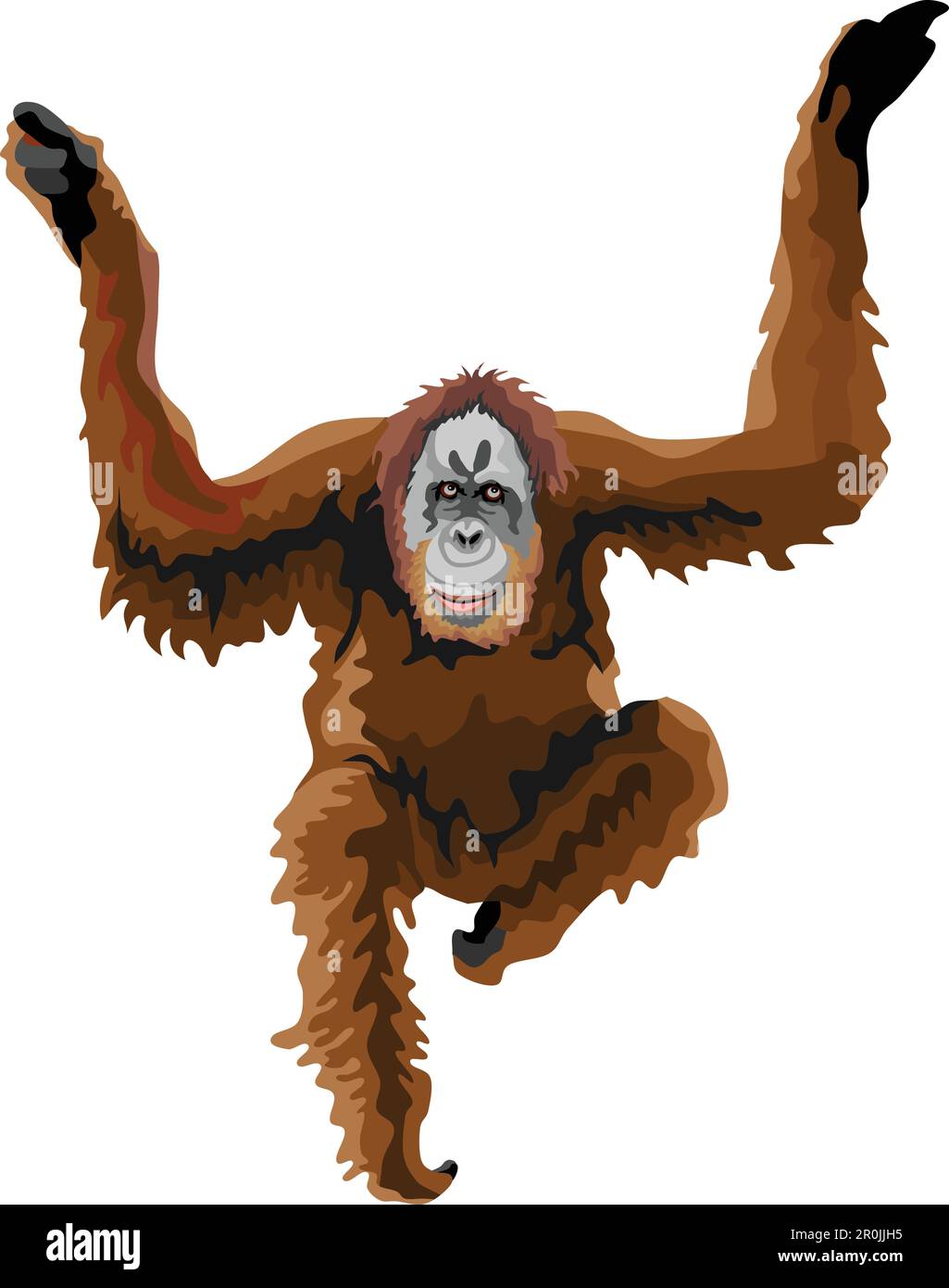 Ponginae pongo Banque d'images vectorielles - Alamy