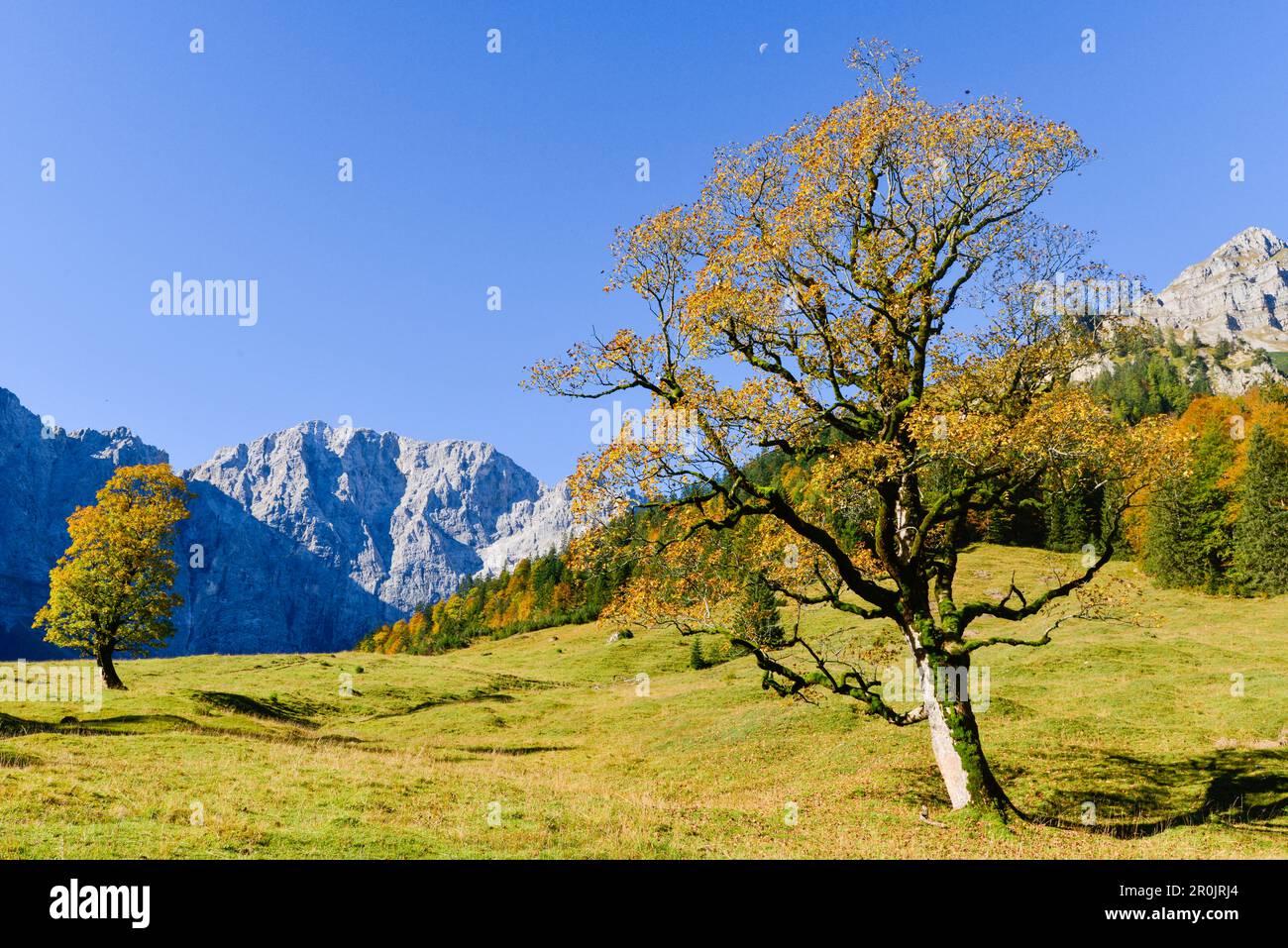 Érable et mélèze de couleur automnale à Engalm avec vue sur Laliderer ...