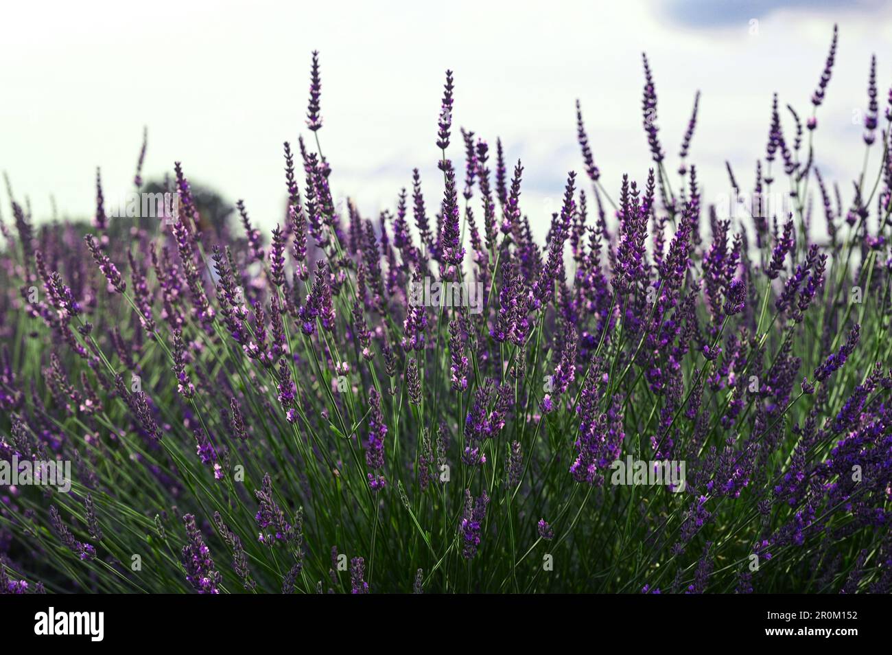 Plants de lavande qui poussent Banque de photographies et d’images à ...
