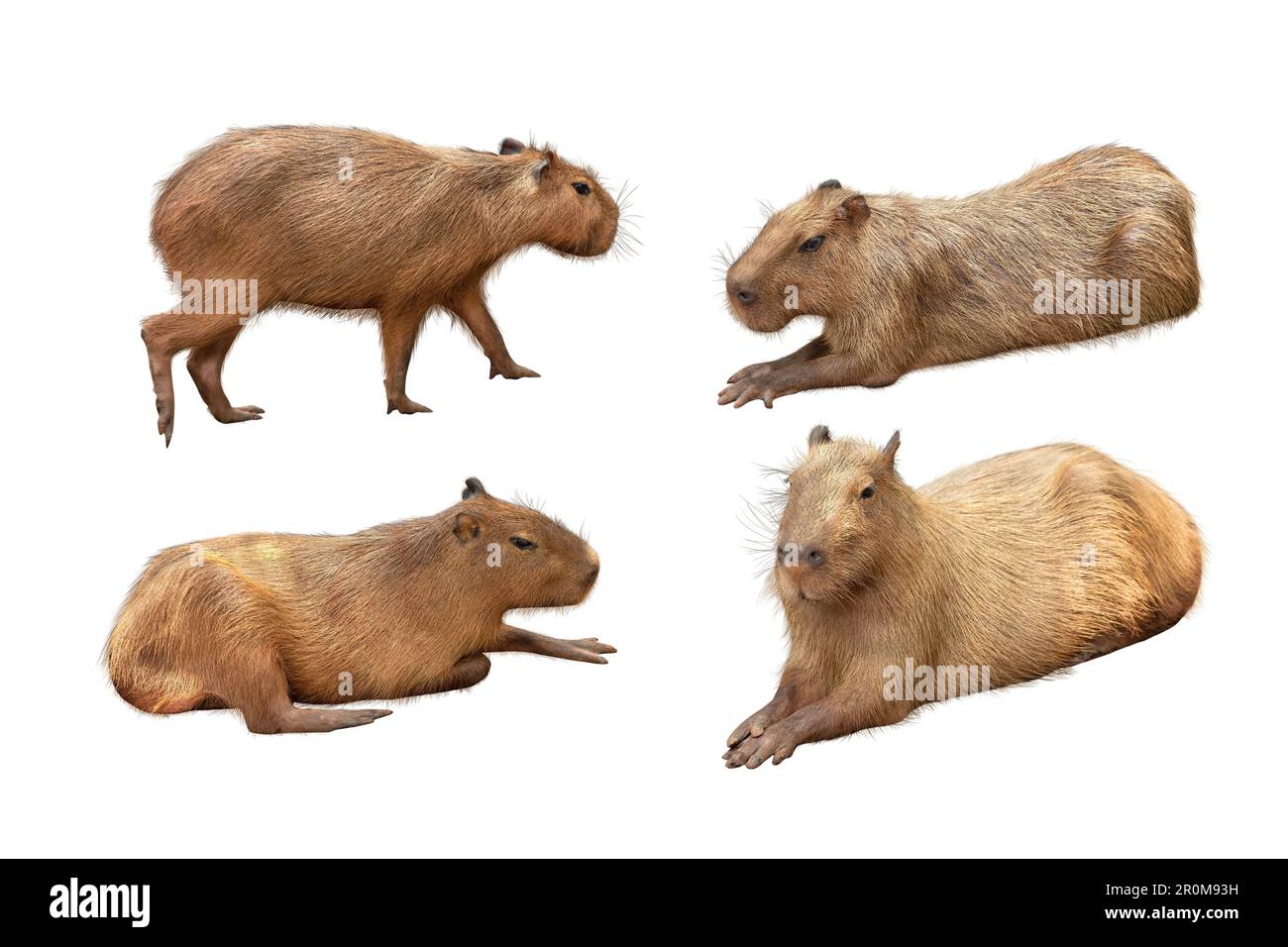 Capybara capybara Banque d'images détourées - Alamy