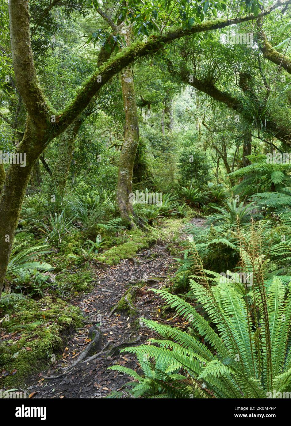Forêt tropicale sur le chemin des chutes de Korokoro, du parc national ...