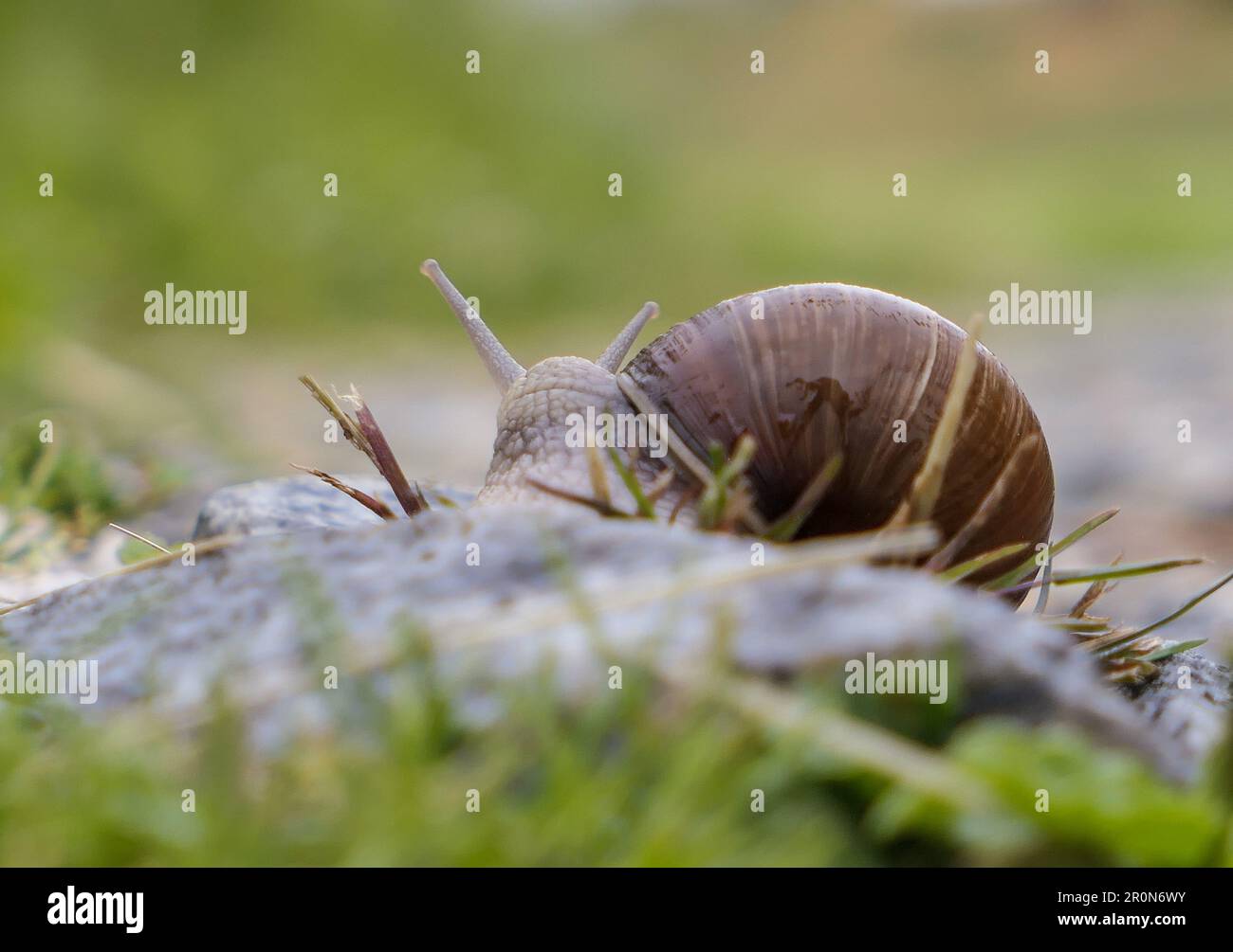 Grain d'escargot Banque de photographies et d’images à haute résolution ...