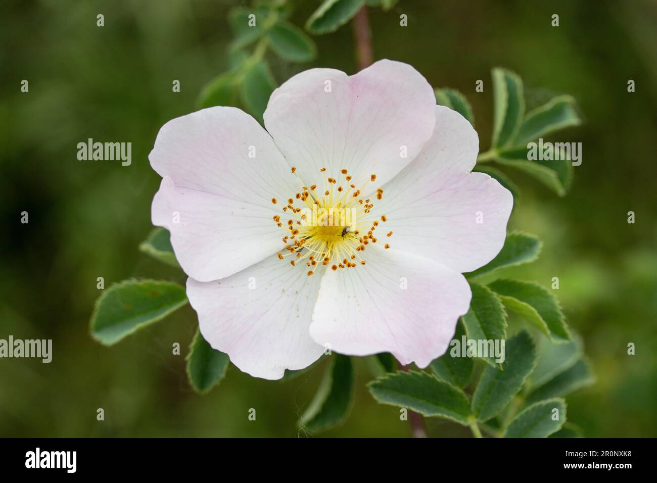 églantine rouge fleur Banque de photographies et d’images à haute ...