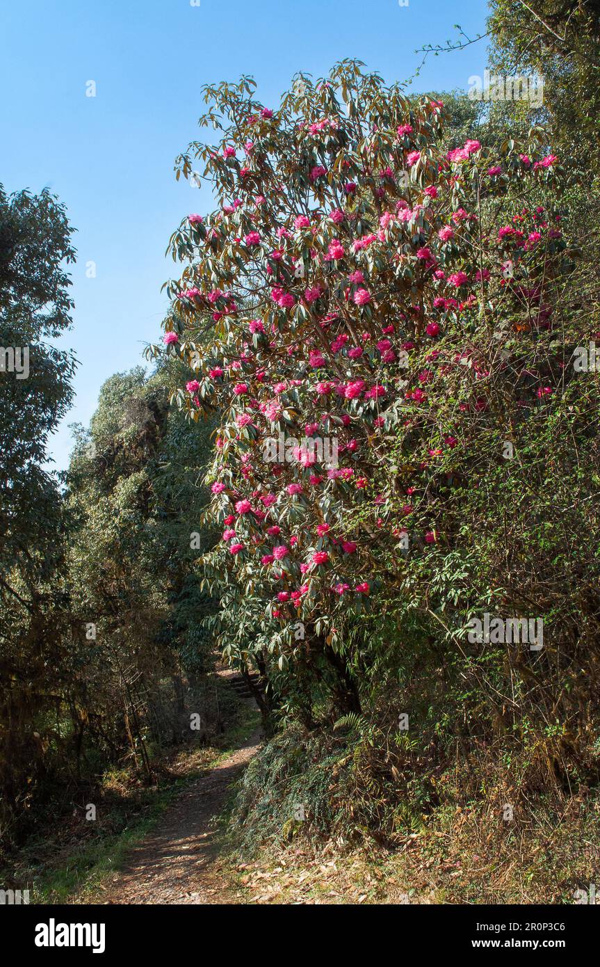 Parcours de randonnée à travers la forêt dense vers le sanctuaire de ...