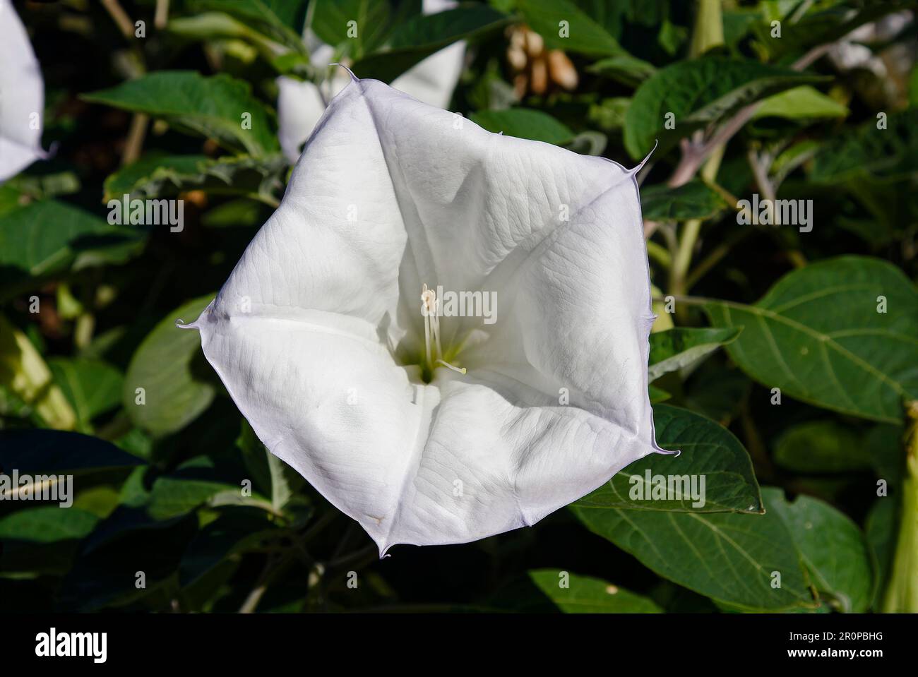fleur pétunia blanche, gros plan, feuilles vertes, nature, ombre de ...