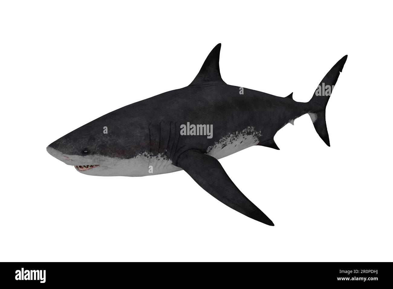 Requin mégalodon Banque de photographies et d’images à haute résolution ...