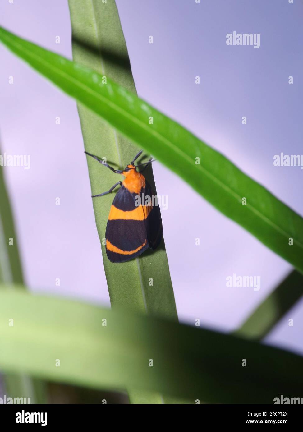 Insects belize Banque de photographies et d’images à haute résolution ...