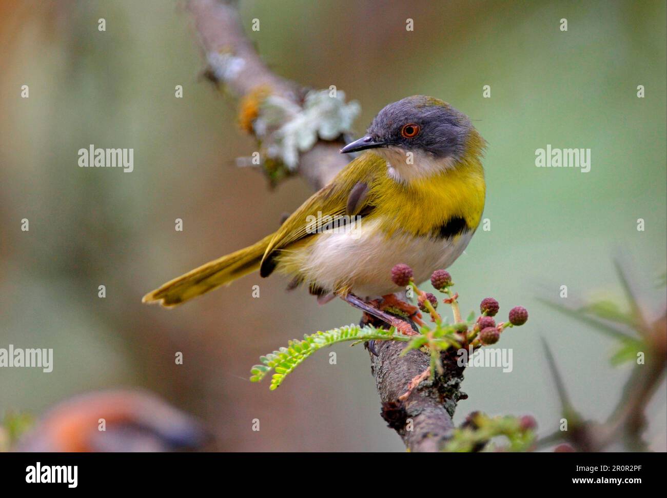 Yellow breasted apalis Banque de photographies et d’images à haute ...