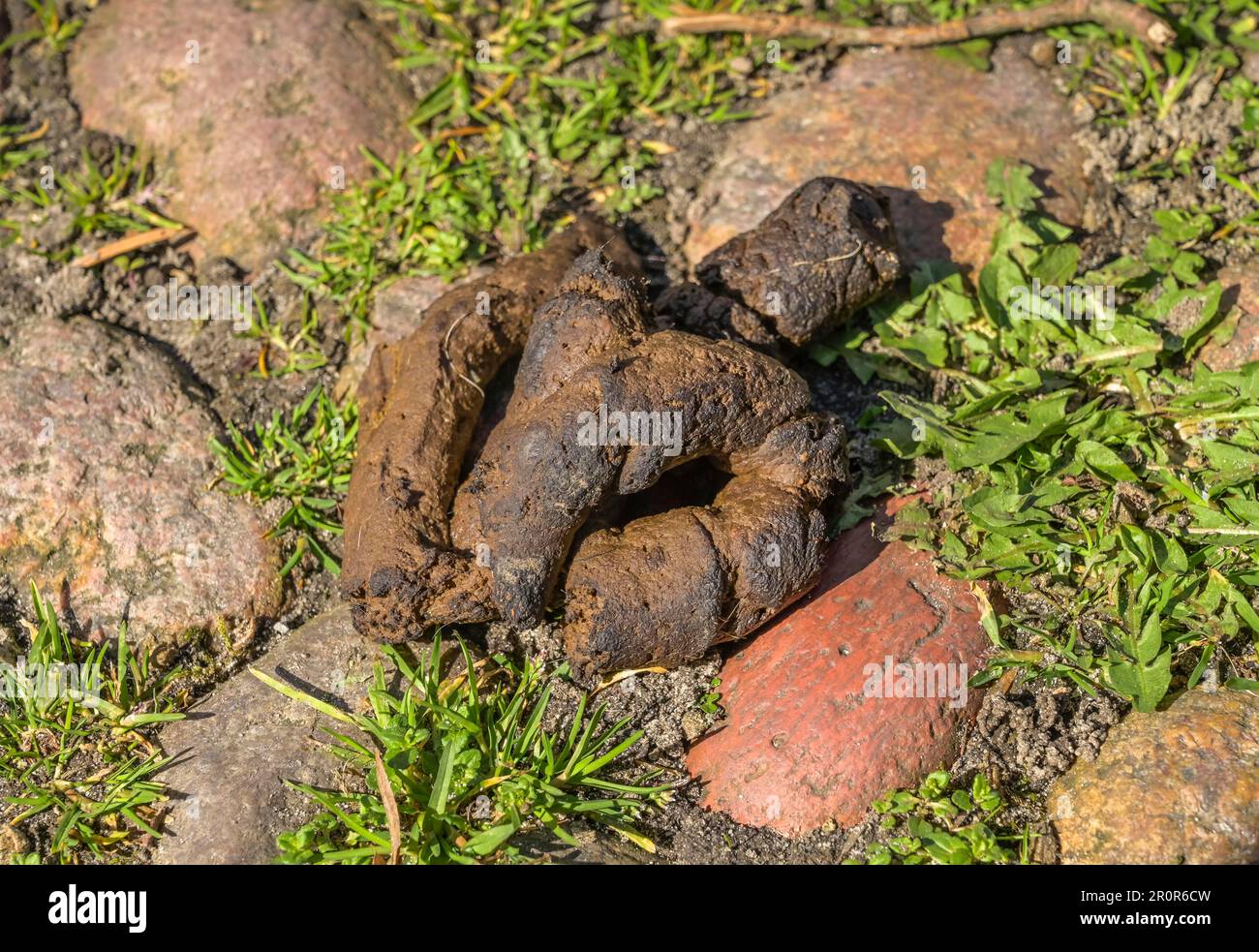 Crottes de chiens Banque de photographies et d’images à haute ...