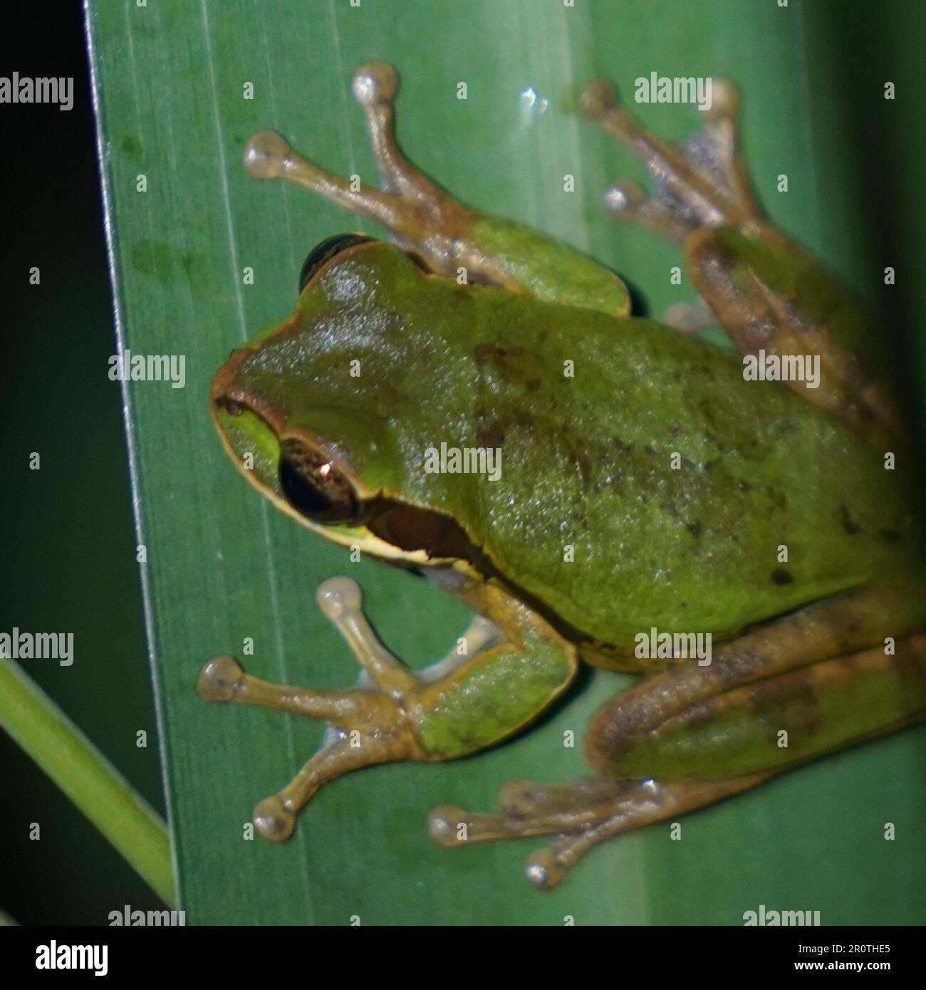 Grenouille verte au Costa Rica. La grenouille d'arbre verte américaine ...