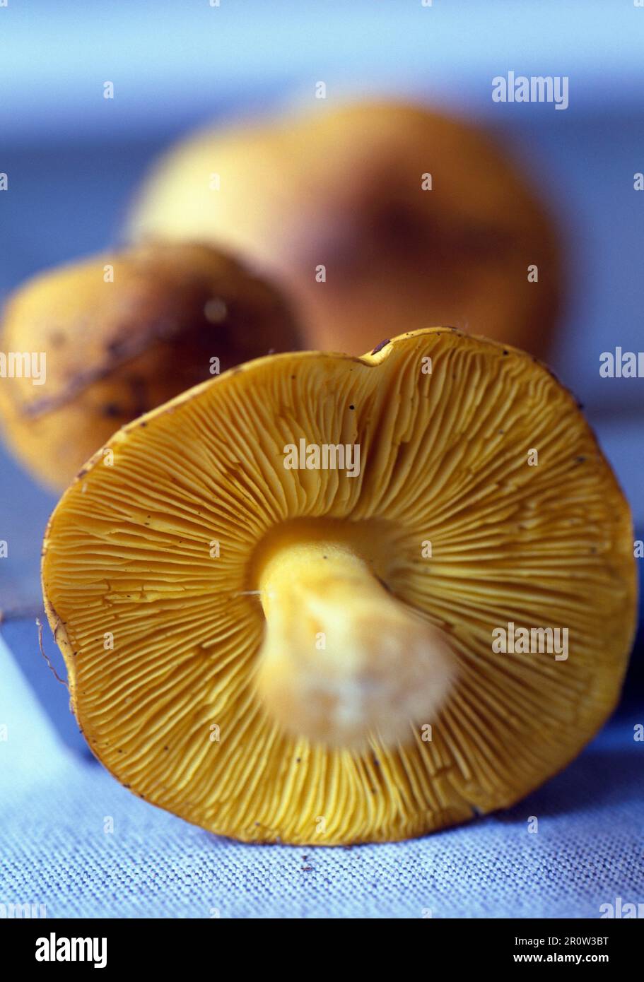 Champignons césars Banque de photographies et d’images à haute ...