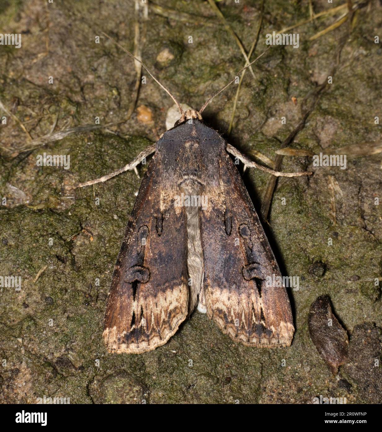 Black cutworm moth Banque de photographies et d’images à haute ...