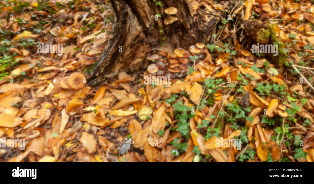 Pinhole Photography Woodland Series.New, Age-Defeing, Digital Age ...