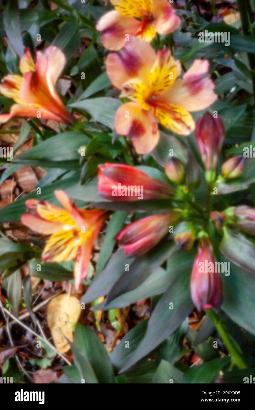 Pinhole Photography Flowers Series.New, Age-Defeing, digital age ...