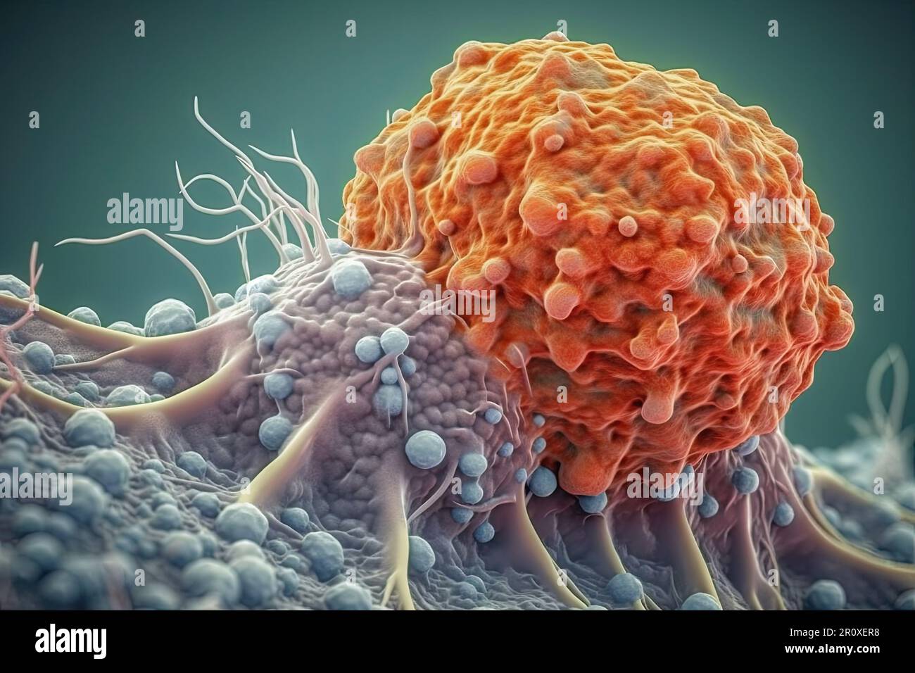 Les différences entre les cellules saines et les cellules cancéreuses ...