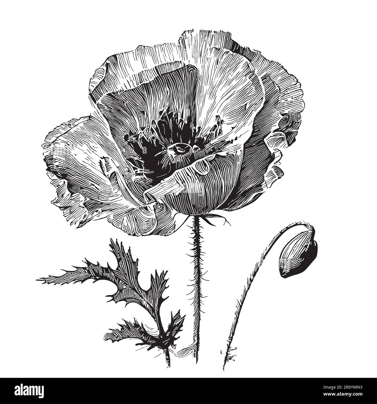 Dessin de coquelicot dessiné à la main dans l'illustration de fleurs de ...