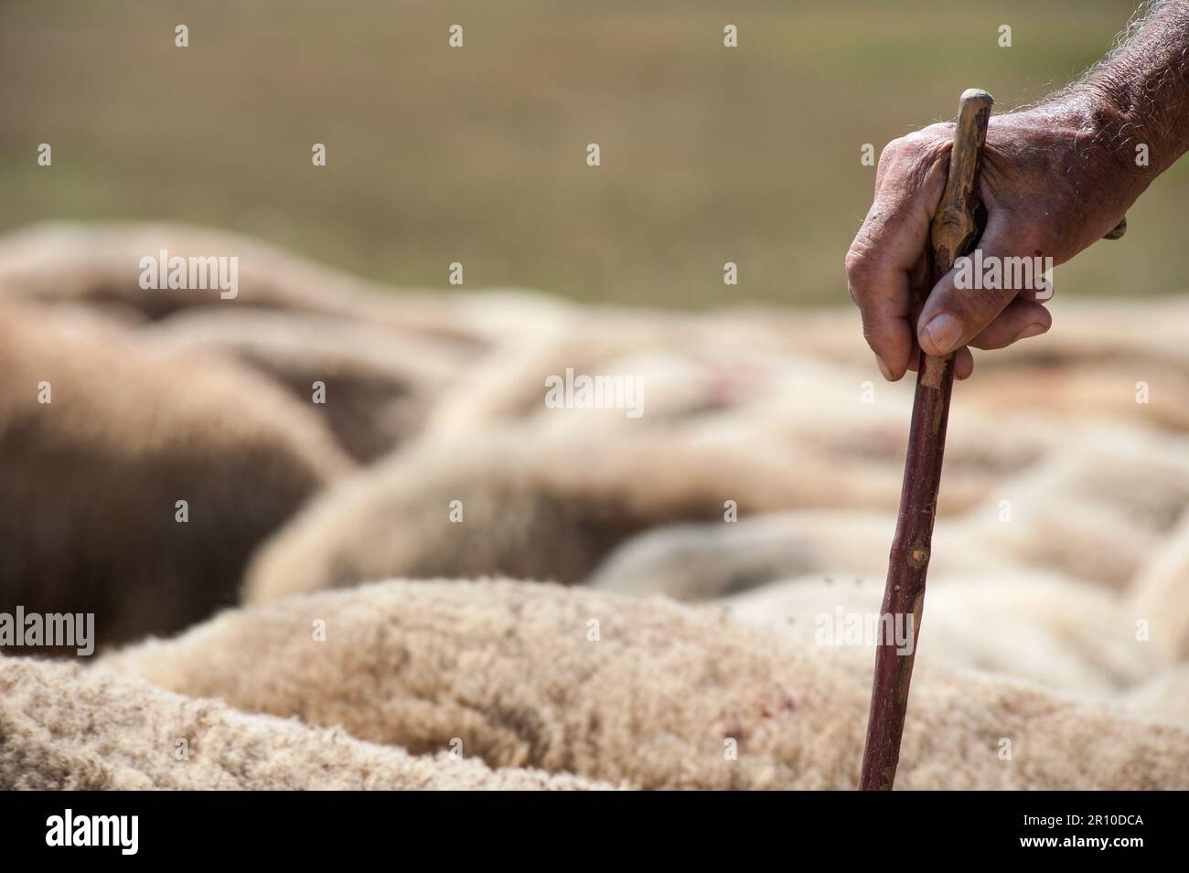 Bâton de bergers Banque de photographies et d’images à haute résolution - Alamy