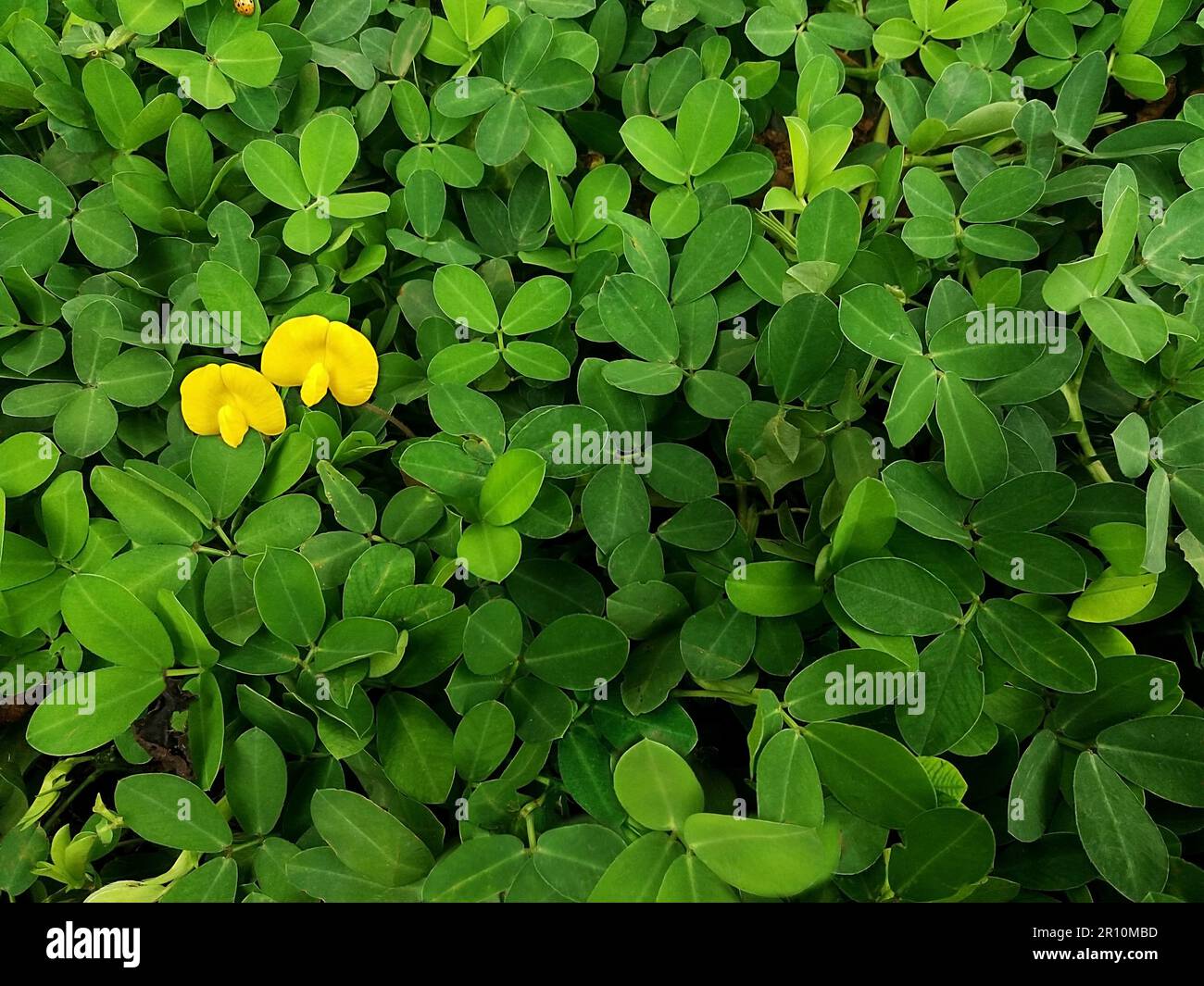 Feuilles pour le fond avec l'herbe des arachides ou Arachis repens est ...