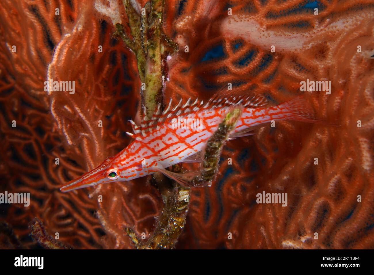 Giant hawkfish Banque de photographies et d’images à haute résolution ...
