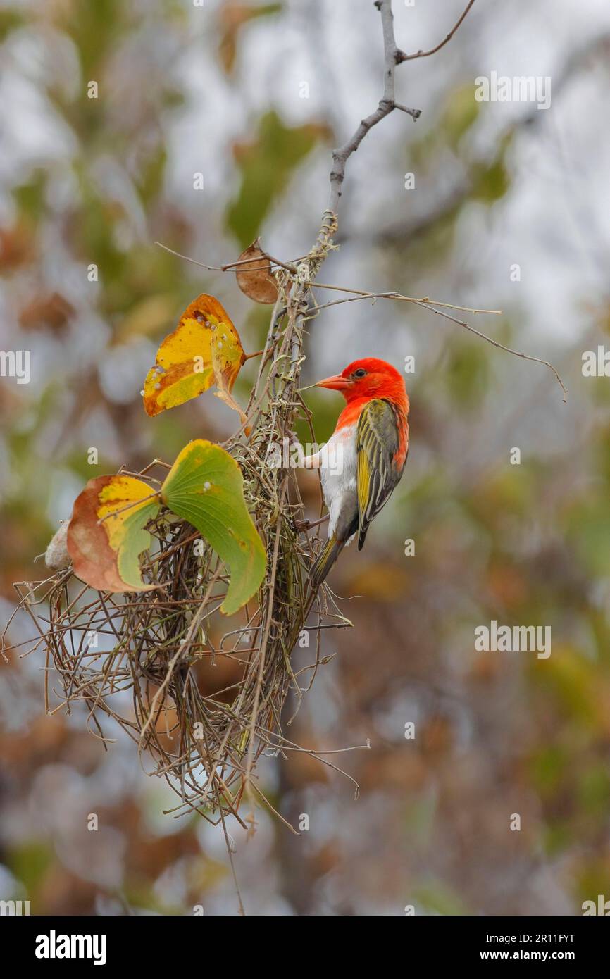 Comportement d'accouplement et construction du nid Banque de ...