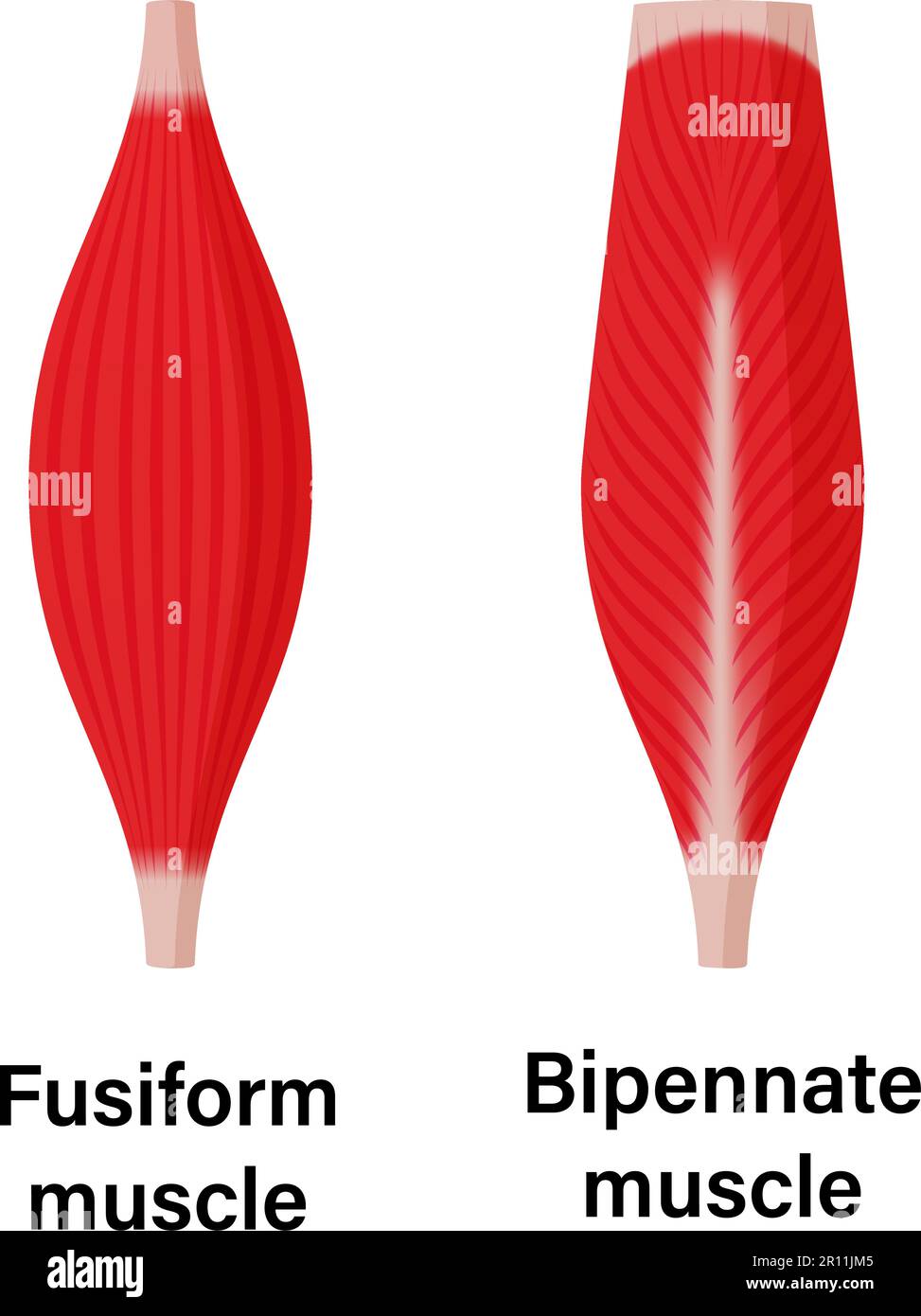 Schéma des muscles ducorps humain Banque d'images détourées - Page 2 ...