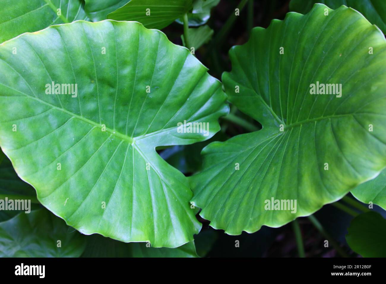 Photo en gros plan d'une grosse feuille, oreille d'éléphant, plante au ...