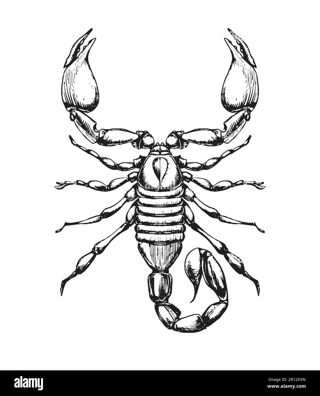 Signe du Scorpion zodiac, croquis à l'encre, tatouage au trait, symbole ...