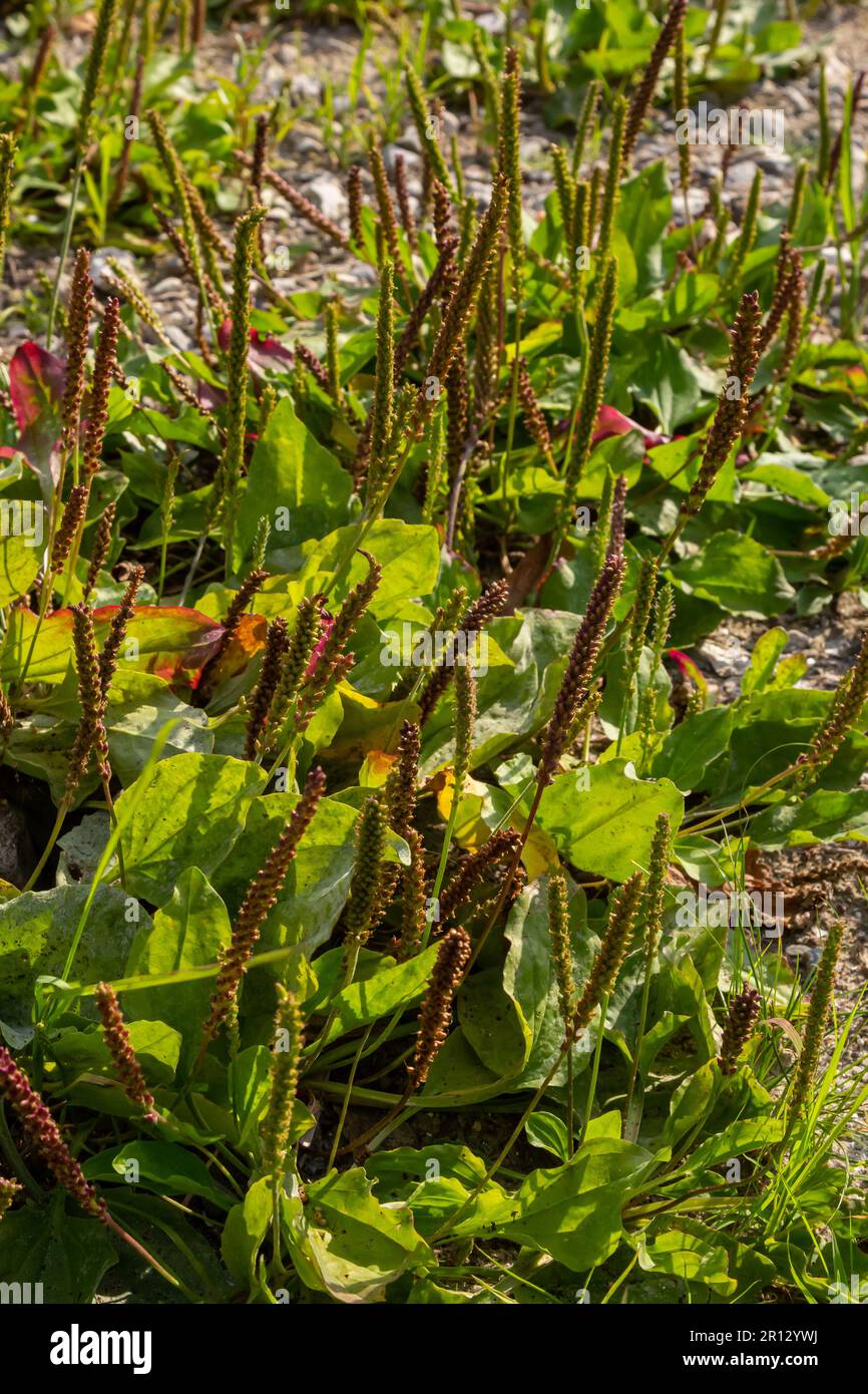 Plante plantain à fleurs sur sol sableux. Plantago plantain à grandes ...
