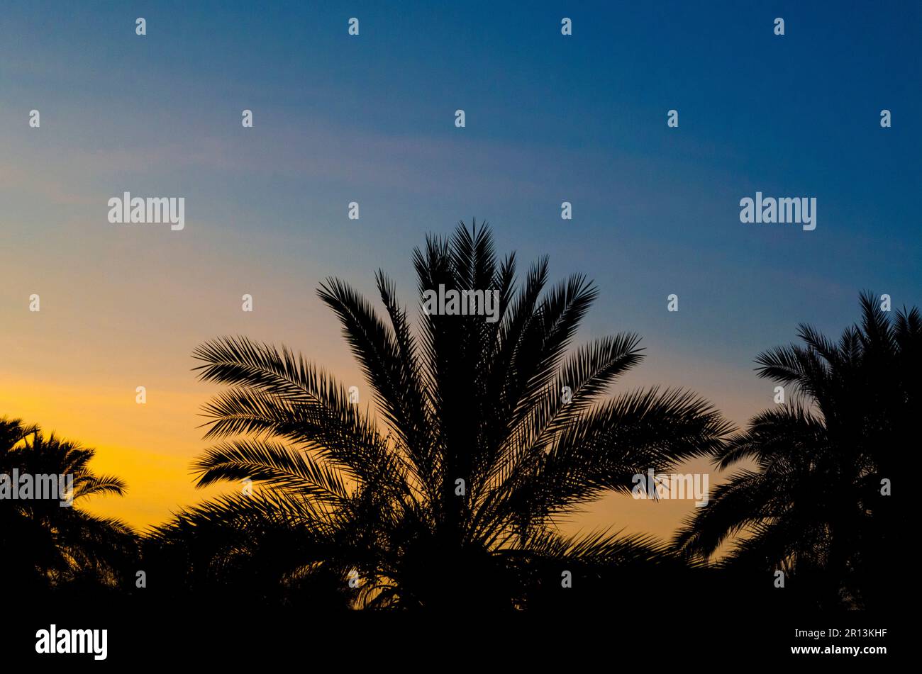 Silhouette d'arbre avec fond de coucher de soleil Banque de ...