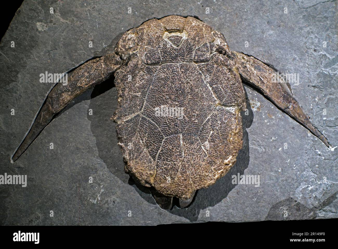 Bothriolepis canadensis des placodermes antiarch fossiles qui vivaient ...