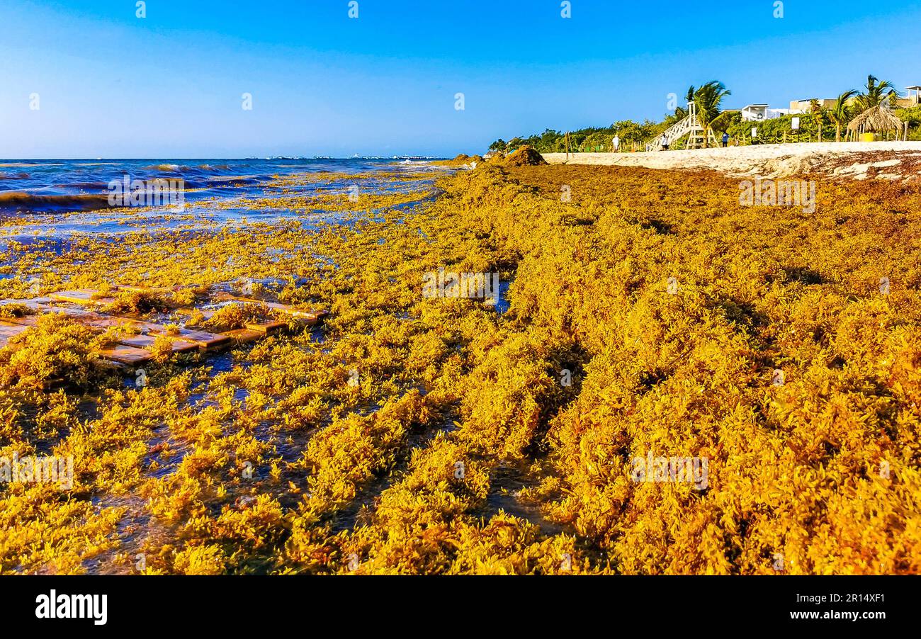 La belle plage des Caraïbes est totalement sale et sale le mauvais ...