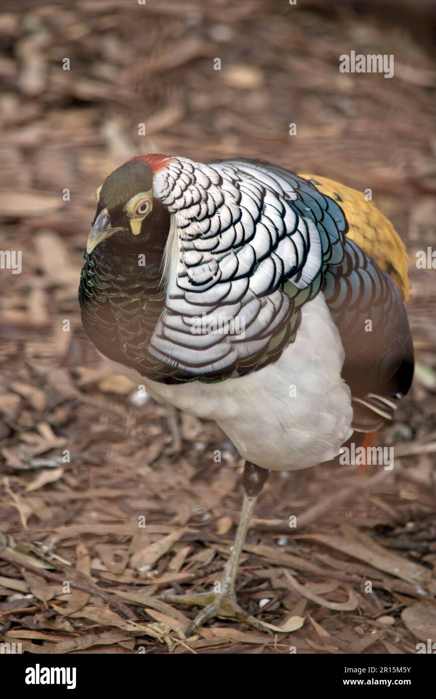 Faisan noir Banque de photographies et d’images à haute résolution - Alamy
