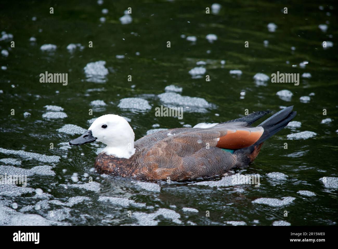 Le Radjah Shelduck est blanc avec une bande de châtaignier sur sa ...