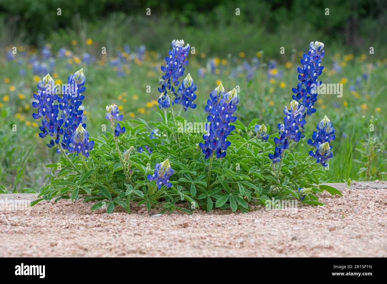 Le Lupinus texensis annuel, ou Texas bluebonnet, s'est semé sur le ...