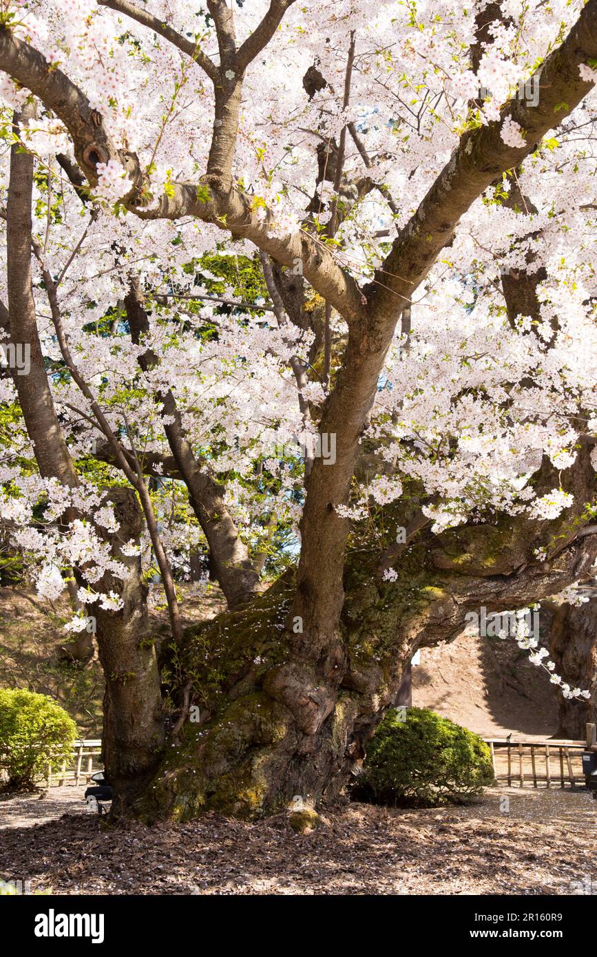 Dans le parc du château de Hirosakijo, le plus ancien Someiyoshino ...
