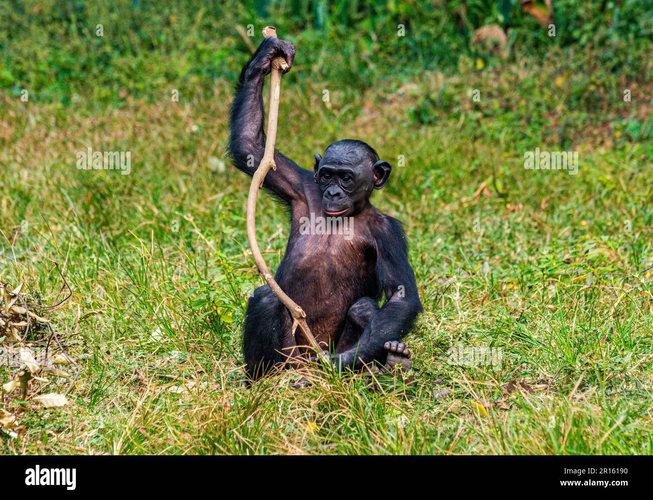 Bonobo chimpanzee at the sanctuary lola ya bonobo Banque de ...