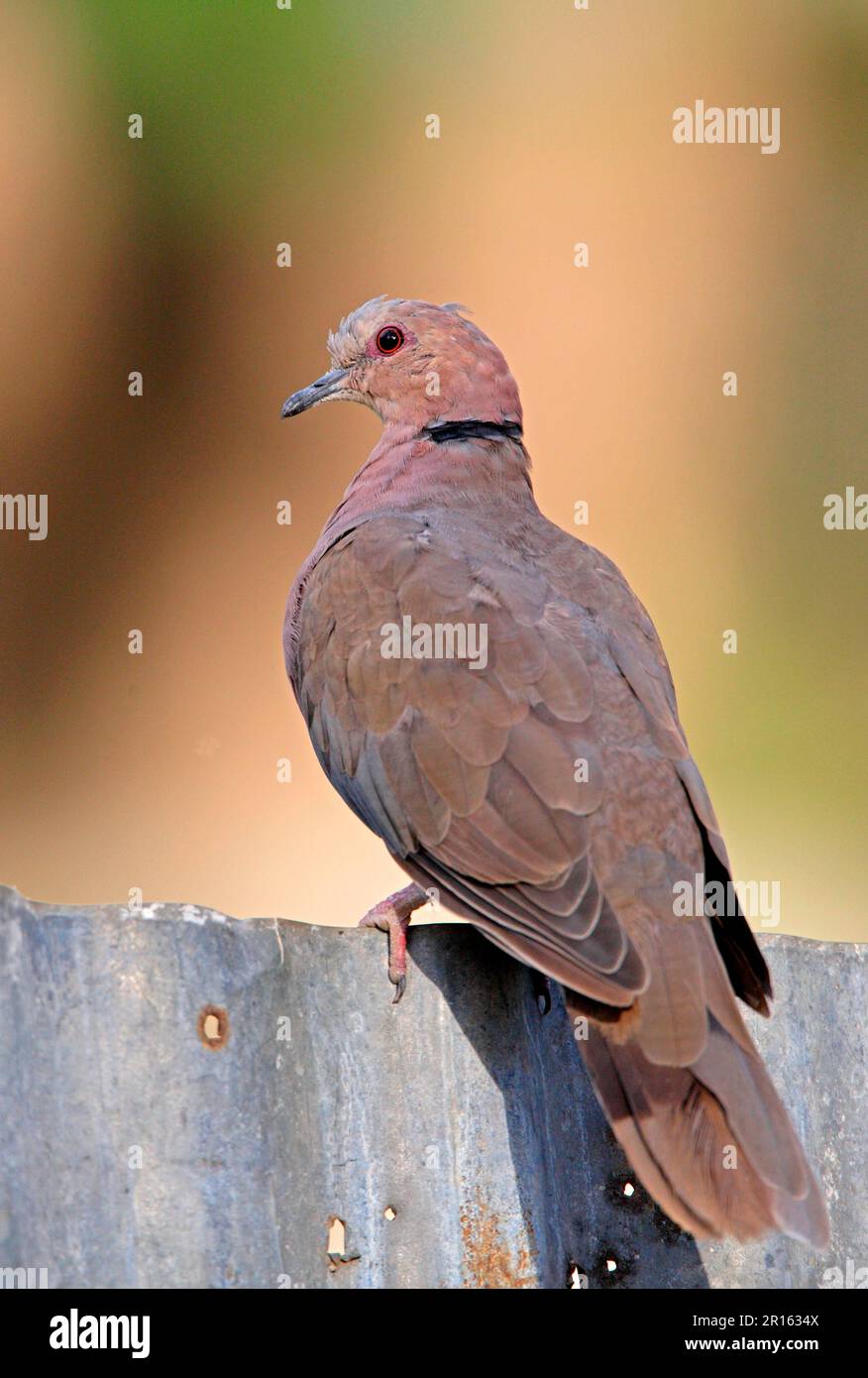 Colombe croissant Banque de photographies et d’images à haute ...