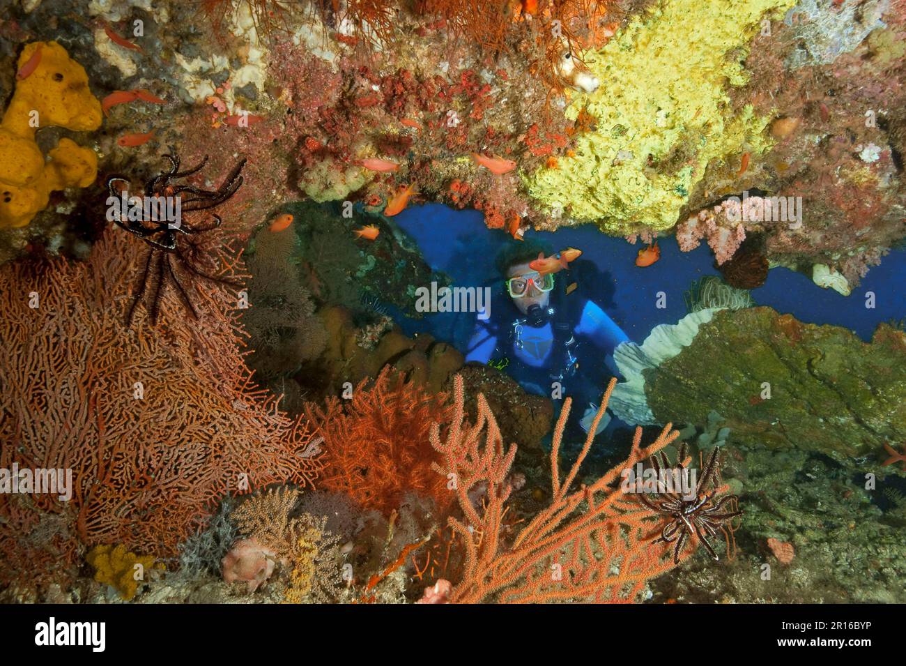 Drapeau iles de la mer de corail Banque de photographies et d’images à ...