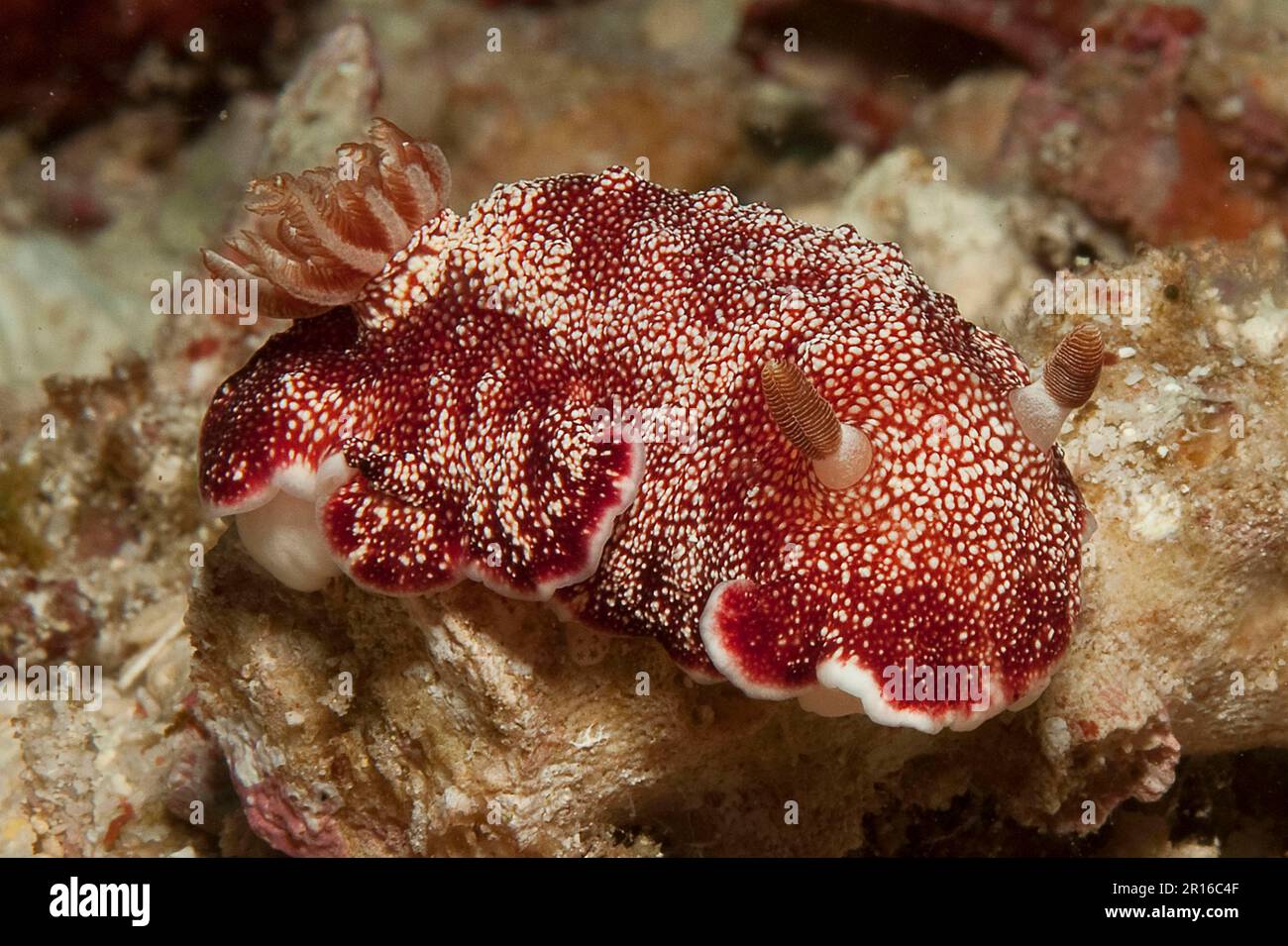 Goniobranchus reticulata Banque de photographies et d’images à haute ...