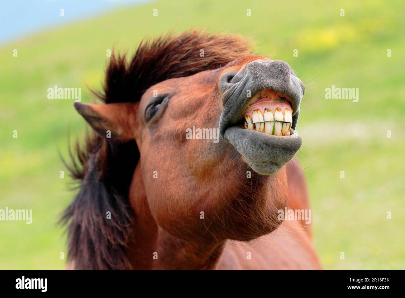 Flehmen horse Banque de photographies et d’images à haute résolution ...