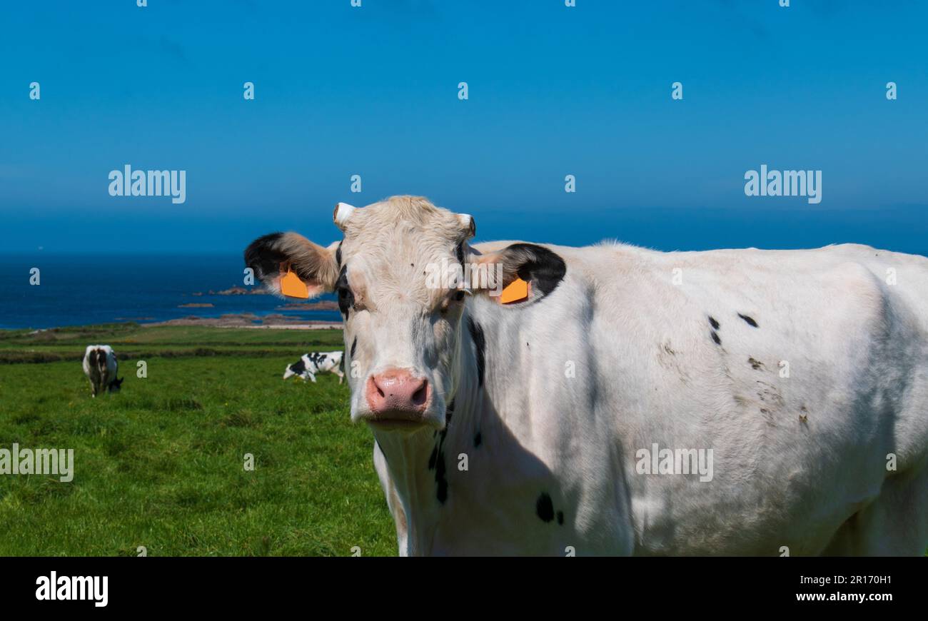 Vache normandie Banque de photographies et d’images à haute résolution ...