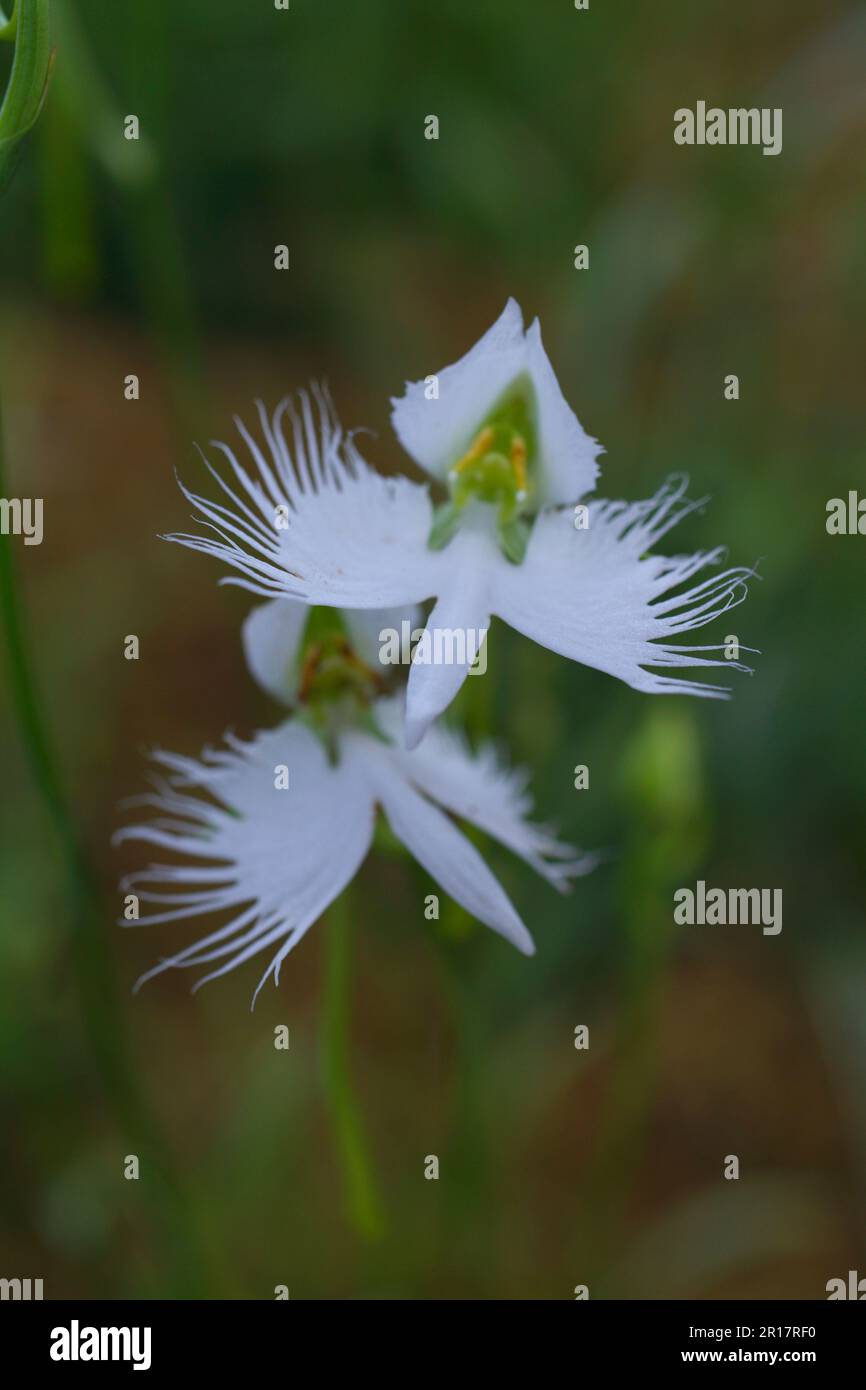 Habenaria radiata Banque de photographies et d’images à haute ...