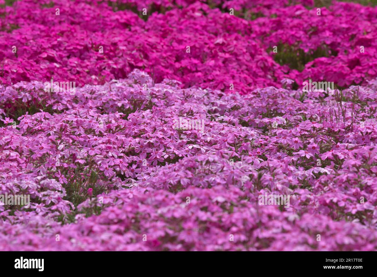 La mousse rose moulue Banque de photographies et d’images à haute ...