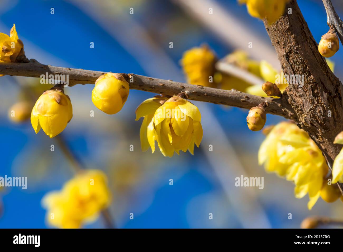 Chimonanthus praecox concolor Banque de photographies et d’images à ...