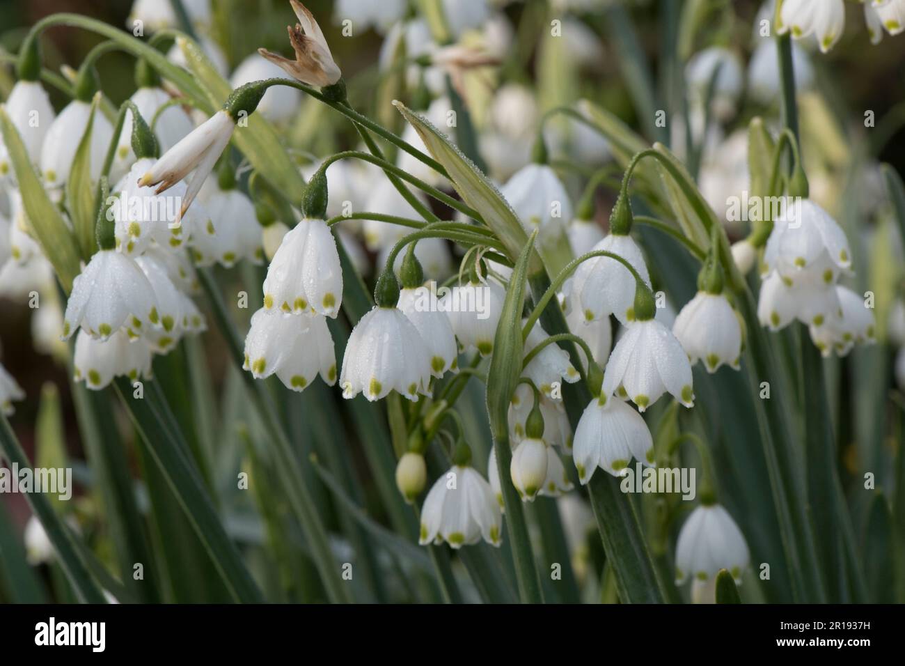 Flocon de neige d'été ou Lily Loddon (Leucojum aestivum), masse de ...