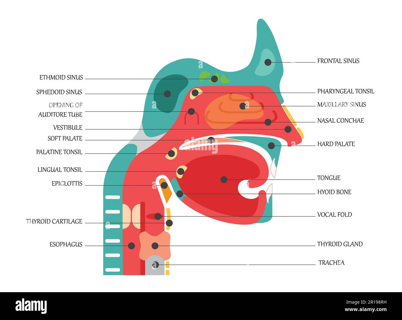 Schéma de coupe transversale de l'anatomie du nez montrant une ...
