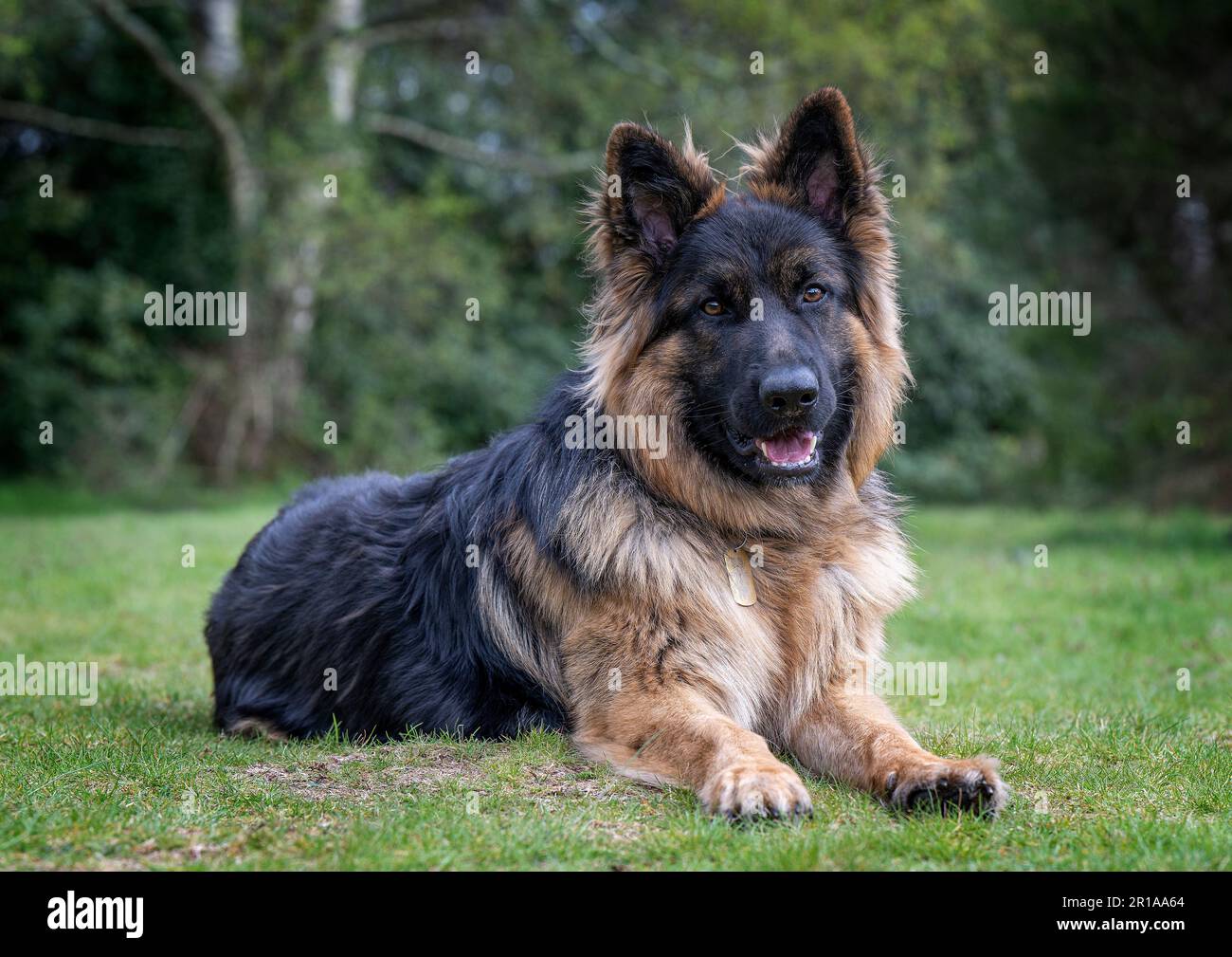 German shepherd dog family Banque de photographies et d’images à haute ...